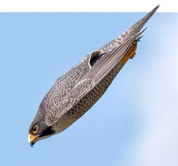 What is the world’s fastest bird?